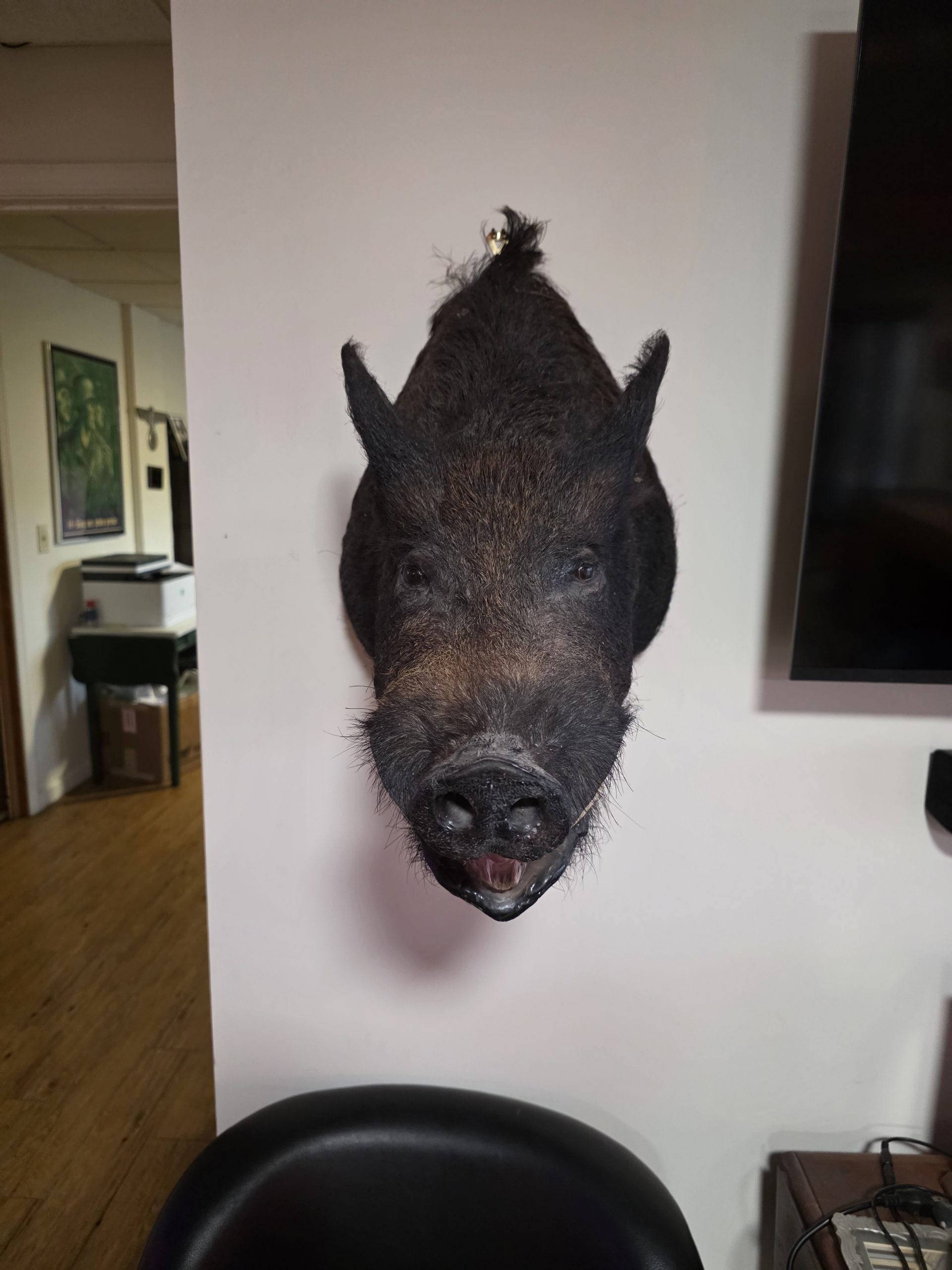 taxidermy-wild-boar-head-mount-open-mouth