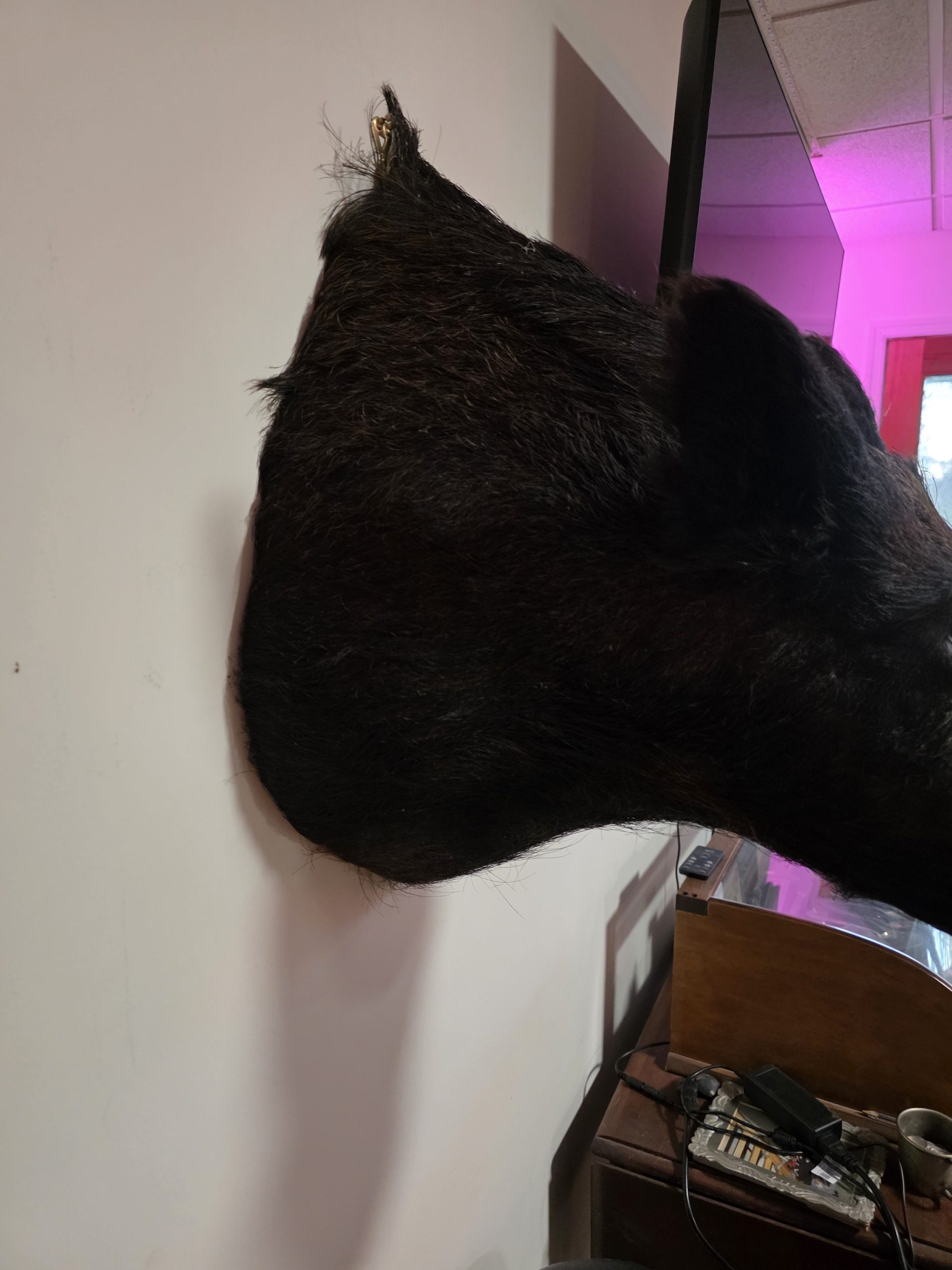 taxidermy-wild-boar-head-mount-open-mouth